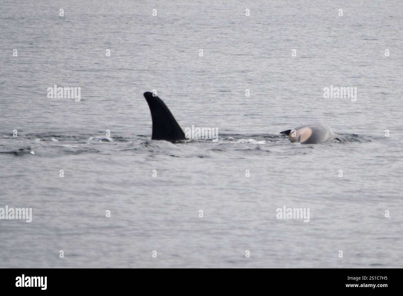 In this photo provided by NOAA Fisheries, the orca known as J35 ...