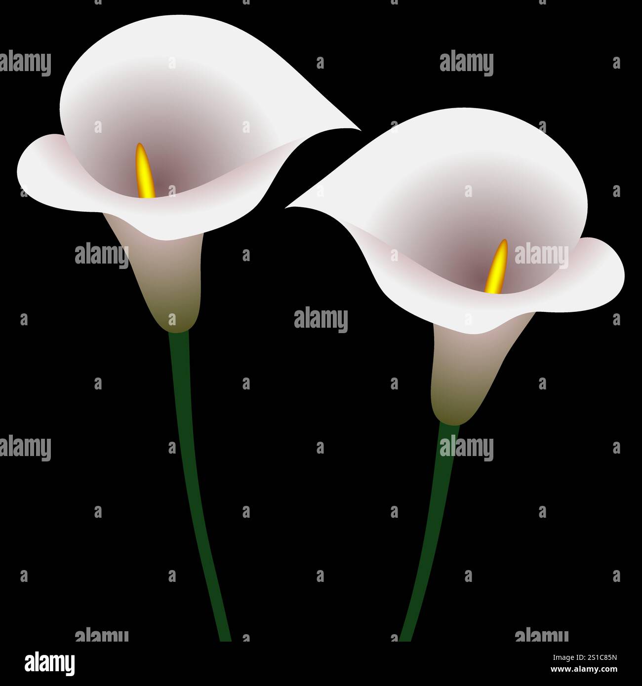 White calla black background Stock Vector Images - Alamy