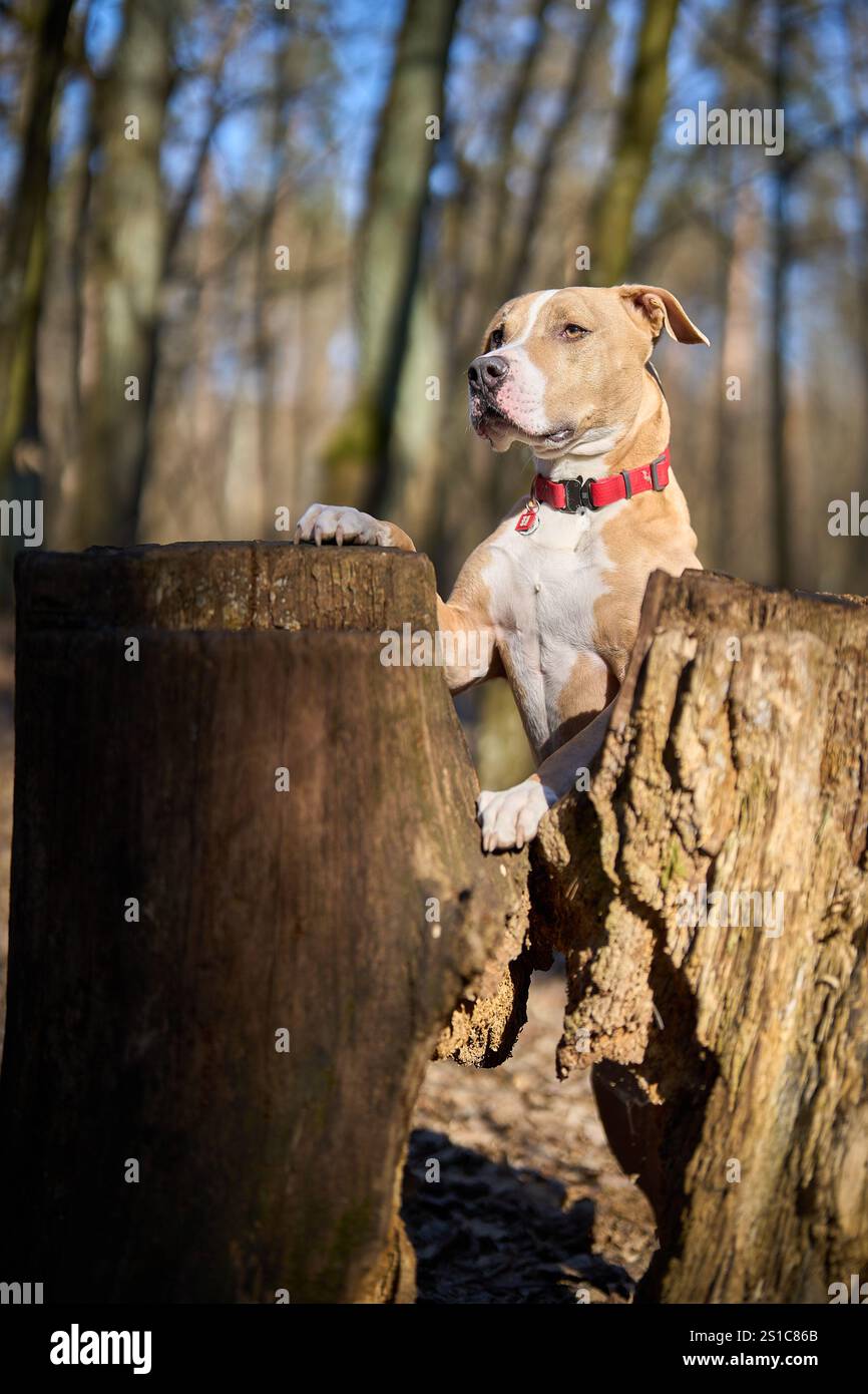 American Staffordshire Terrier standing with his front paws on a tree ...