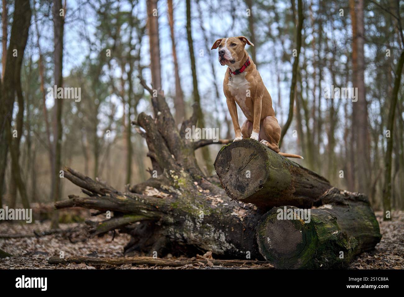 Dog breed Staffordshire Terrier sitting on a log in the forest Stock ...