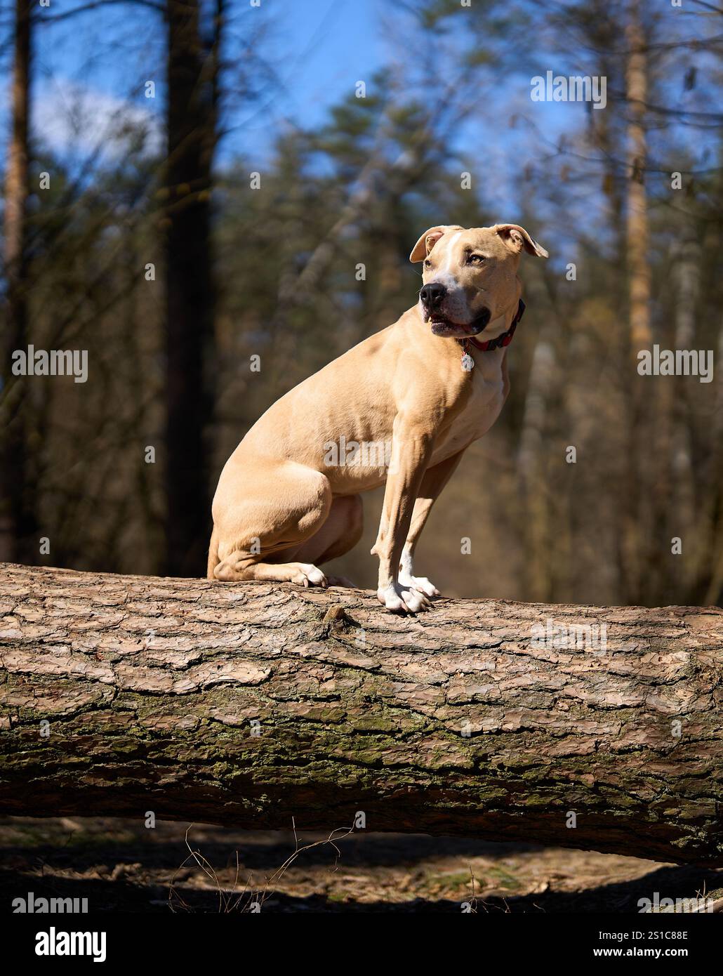Portrait of an American staffordshire terrier sitting on a log Stock ...