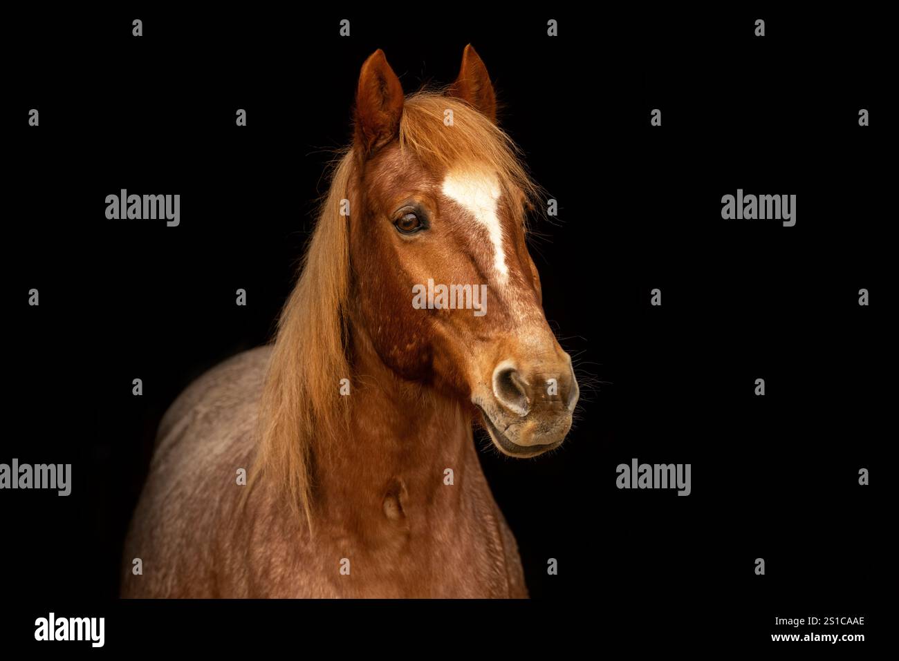 Black Shot portrait of a red roan horse gelding Stock Photo - Alamy