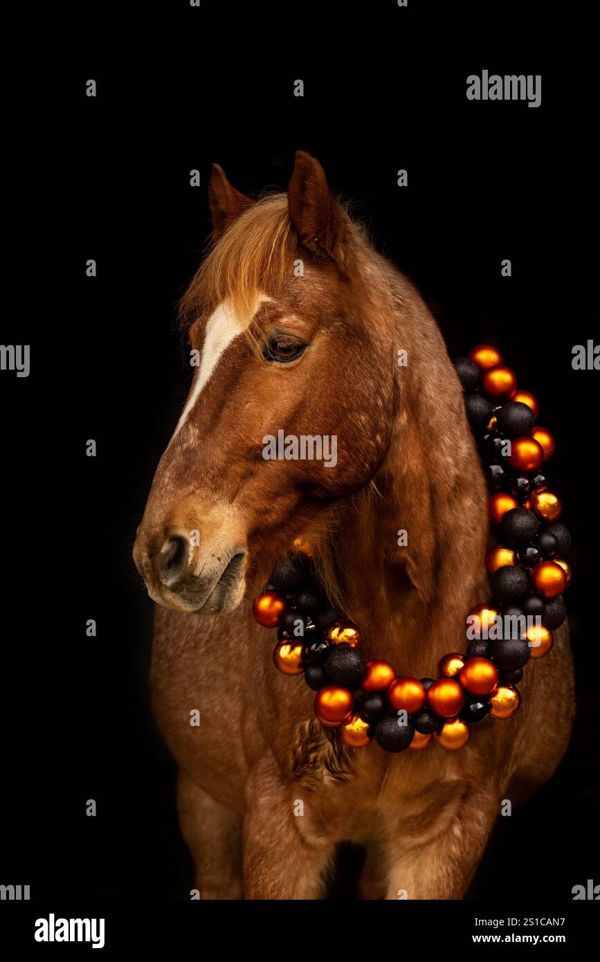 Black shot christmas portrait of a red roan horse gelding in front of ...