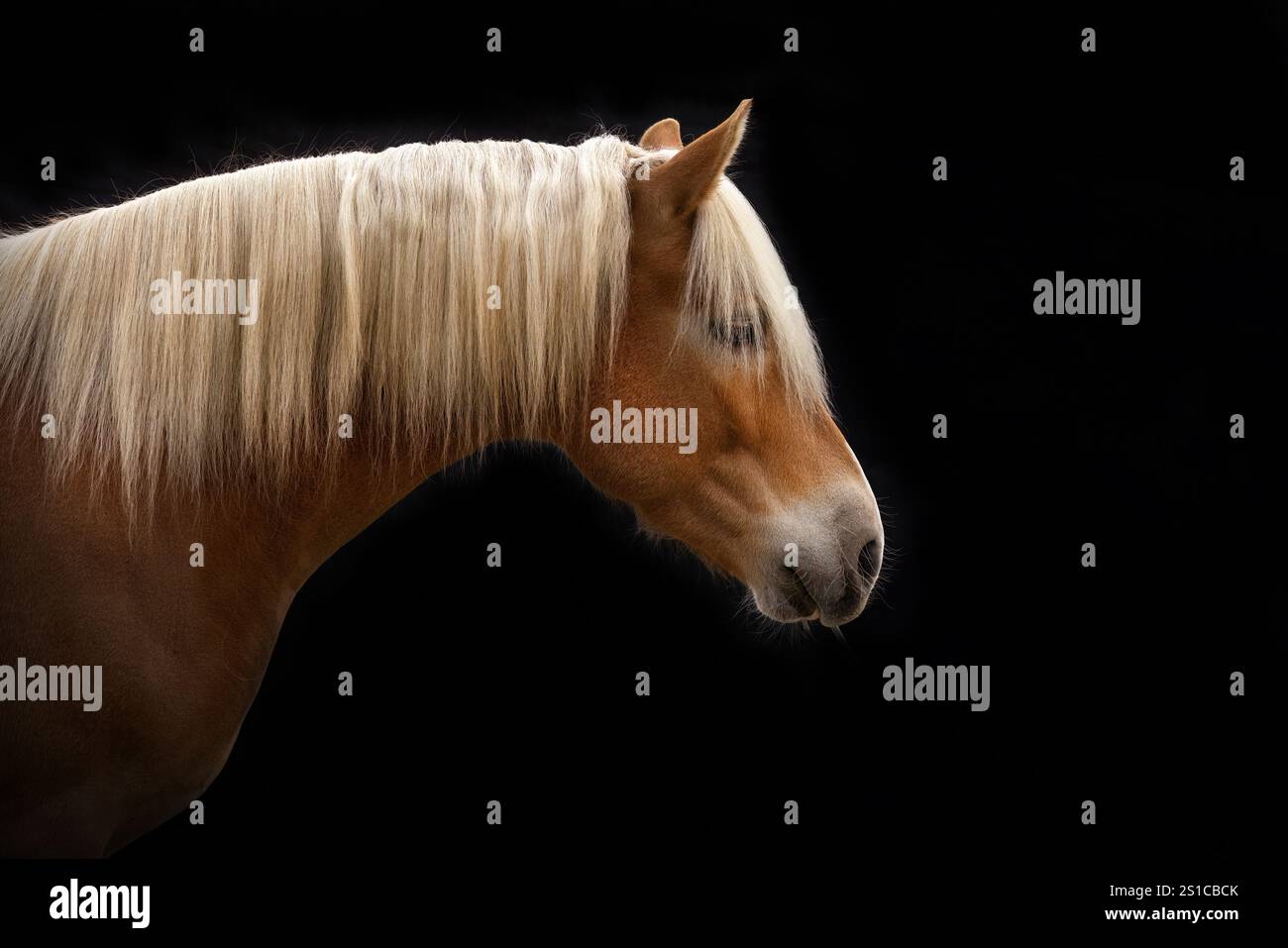 Black shot portrait of a haflinger horse gelding. Head portrait of a ...