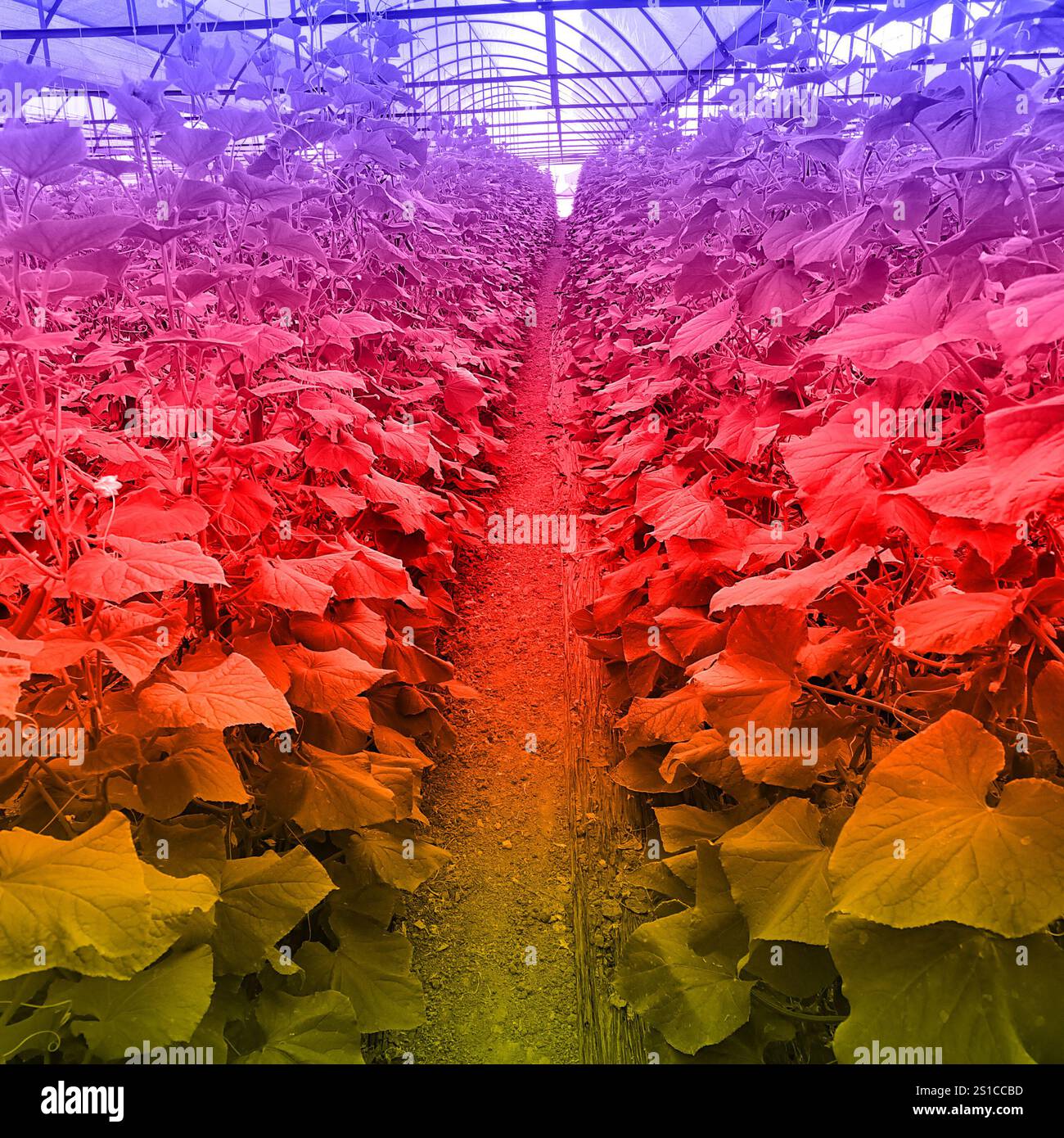 modern pattern studies, manipulation background, photoshop manipulation ...