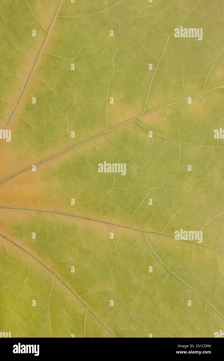 Yellow pale green golden Norway maple (Acer platanoides) leaf herbarium ...
