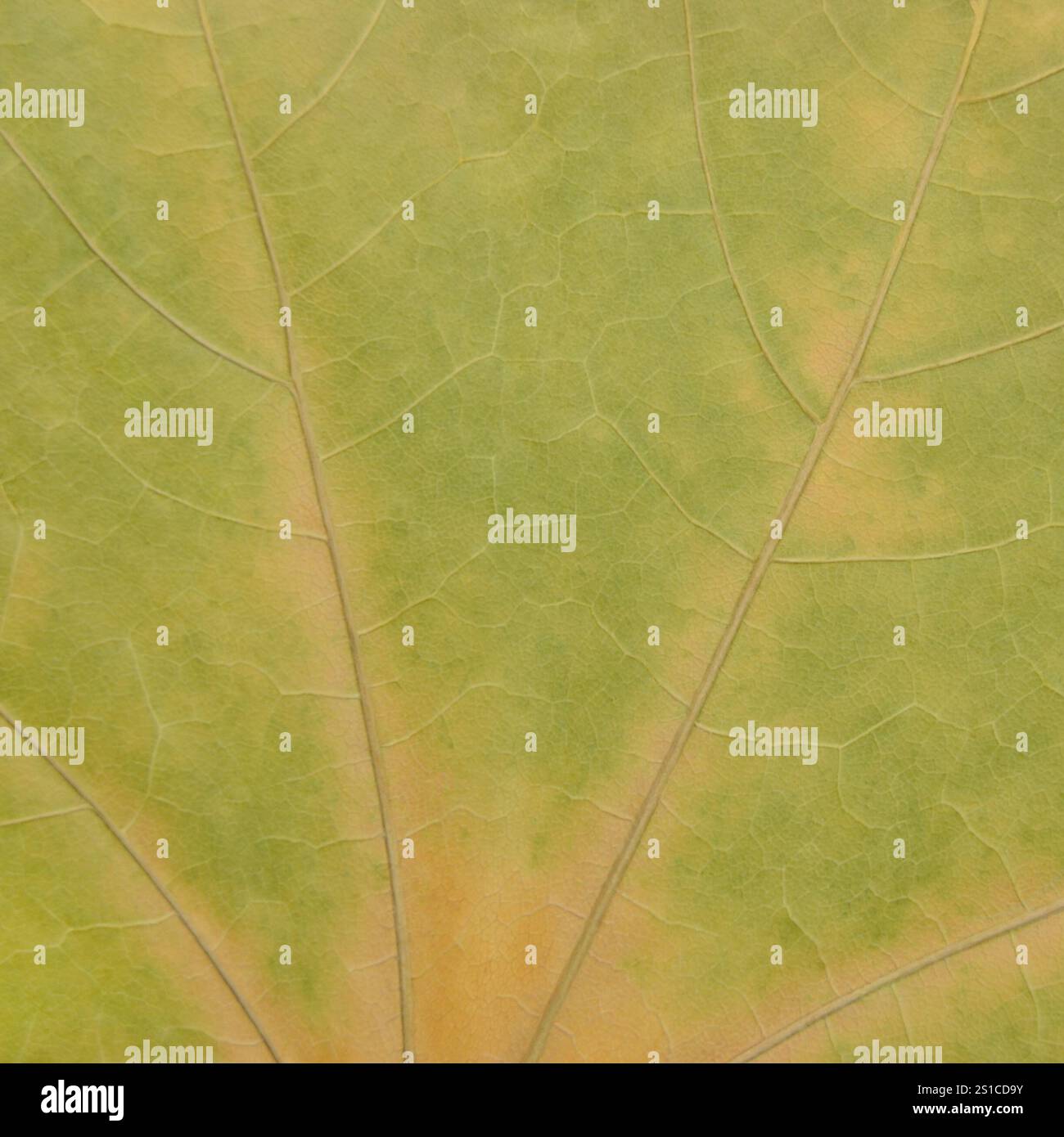 Herbarisation hi-res stock photography and images - Alamy