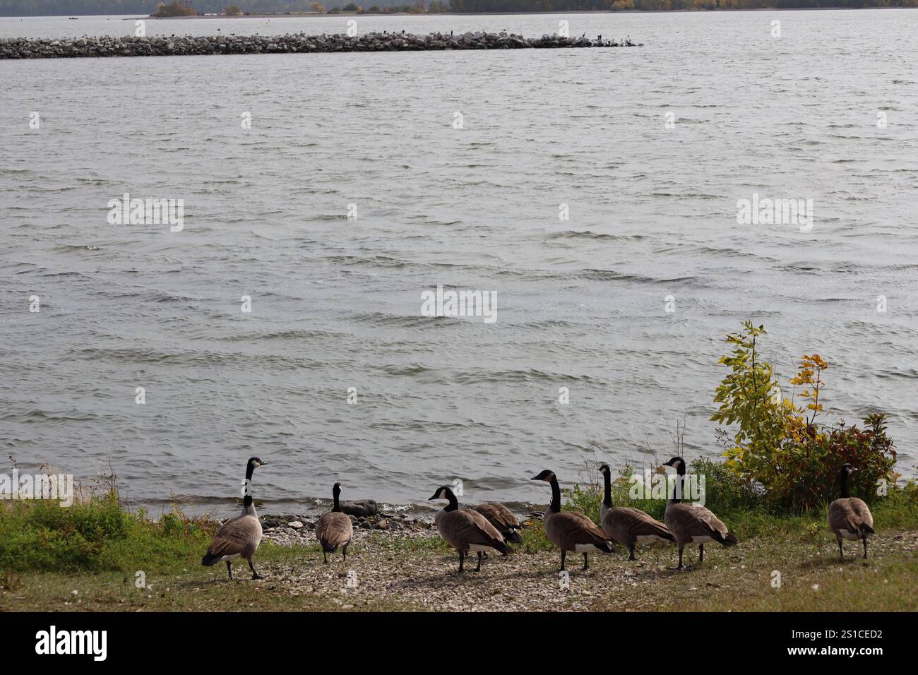 small flock of Canada Geese on a gravel lakeshore Stock Photo - Alamy