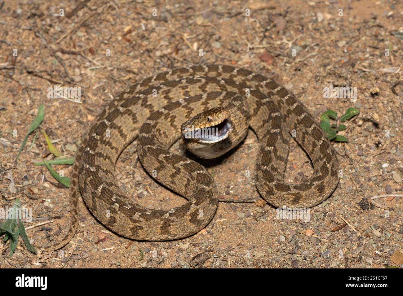 A defensive rhombic egg eater (Dasypeltis scabra), also known as a ...