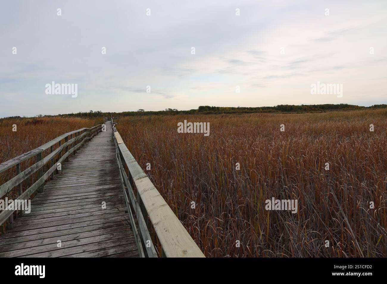rustic wooden walkway charts a path across prairie marshland Stock ...