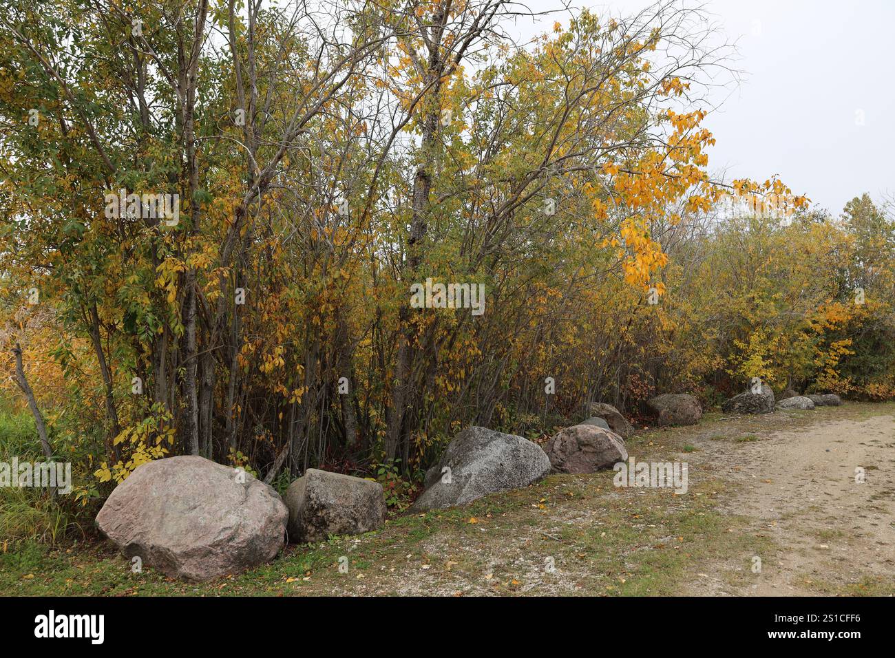 brush foliage in fall colors along a boulder-lined road Stock Photo - Alamy