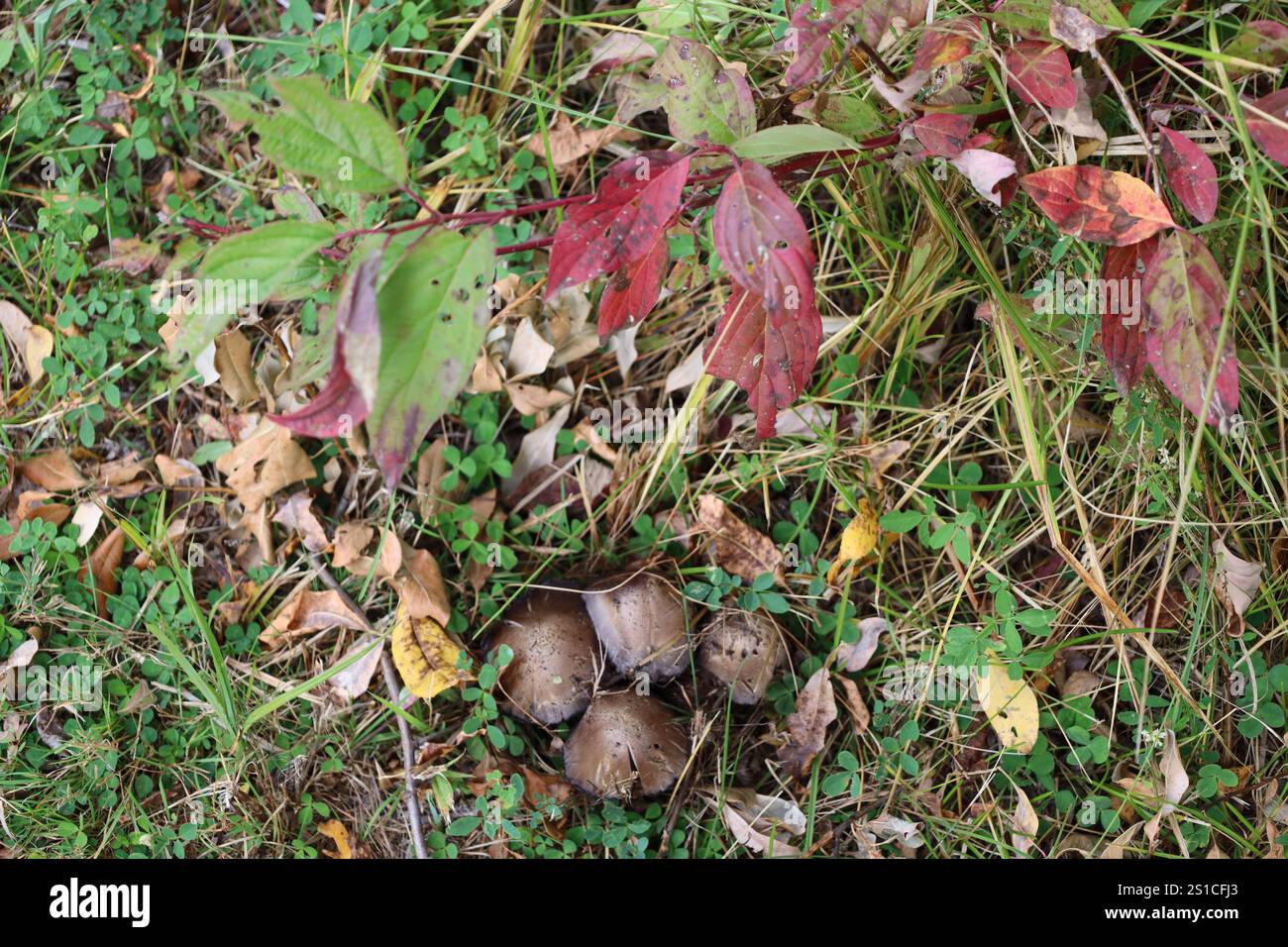cluster of brown mushrooms in grass and brush Stock Photo - Alamy