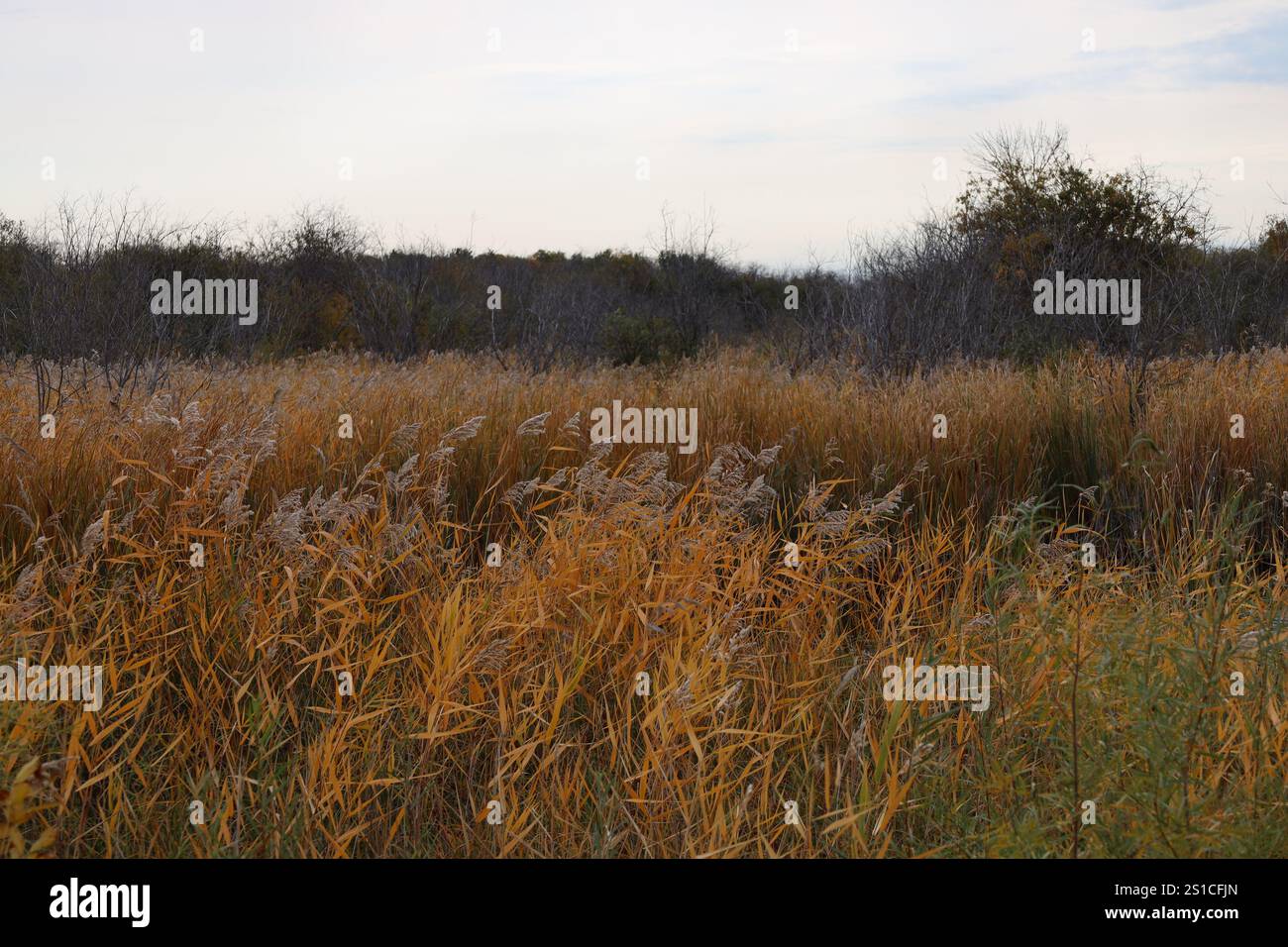 Steppe landscape with tall yellow grass hi-res stock photography and ...