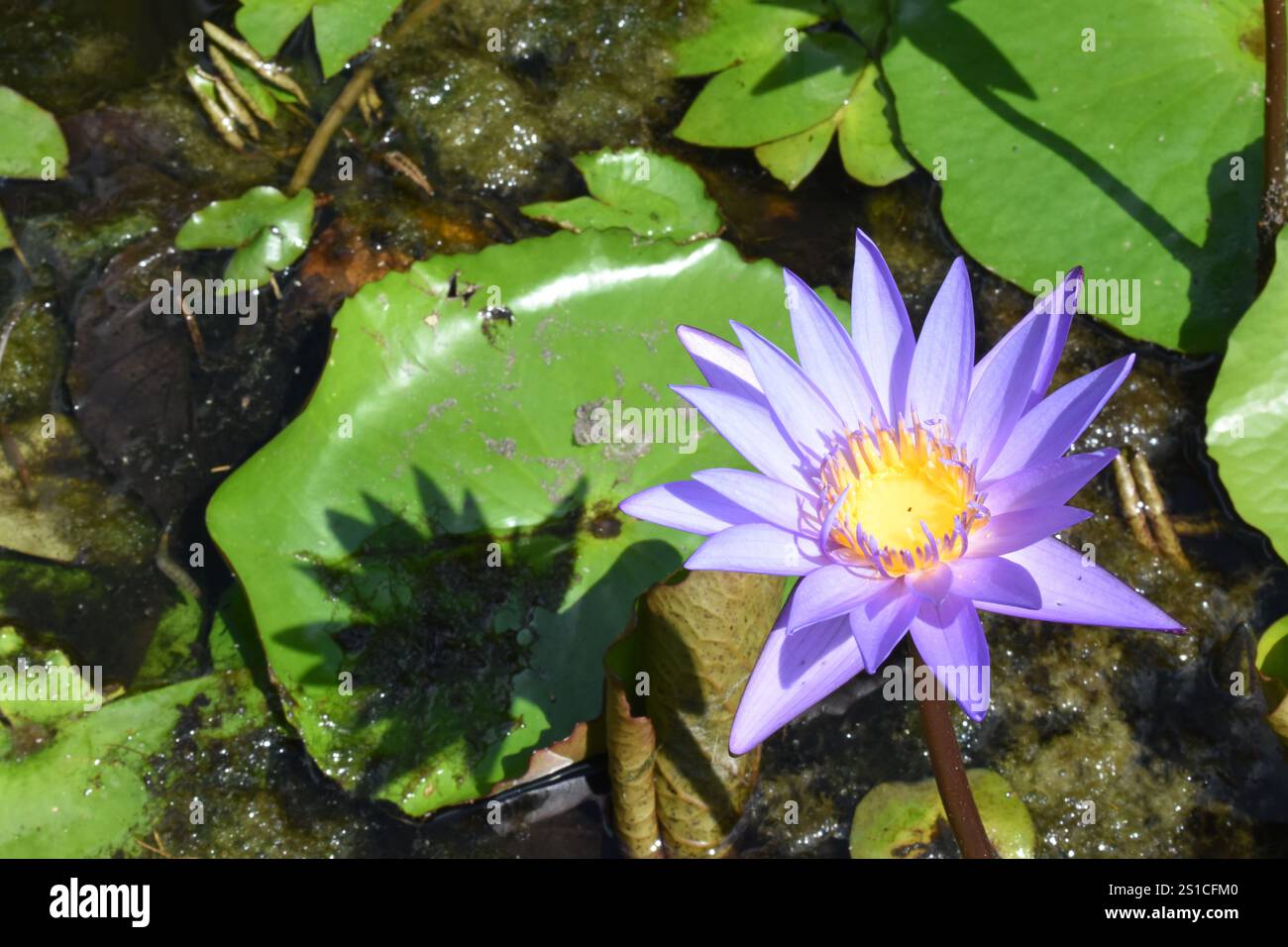 Lotus Flower with Shadow, Sports Park, Phrae, Thailand Stock Photo - Alamy
