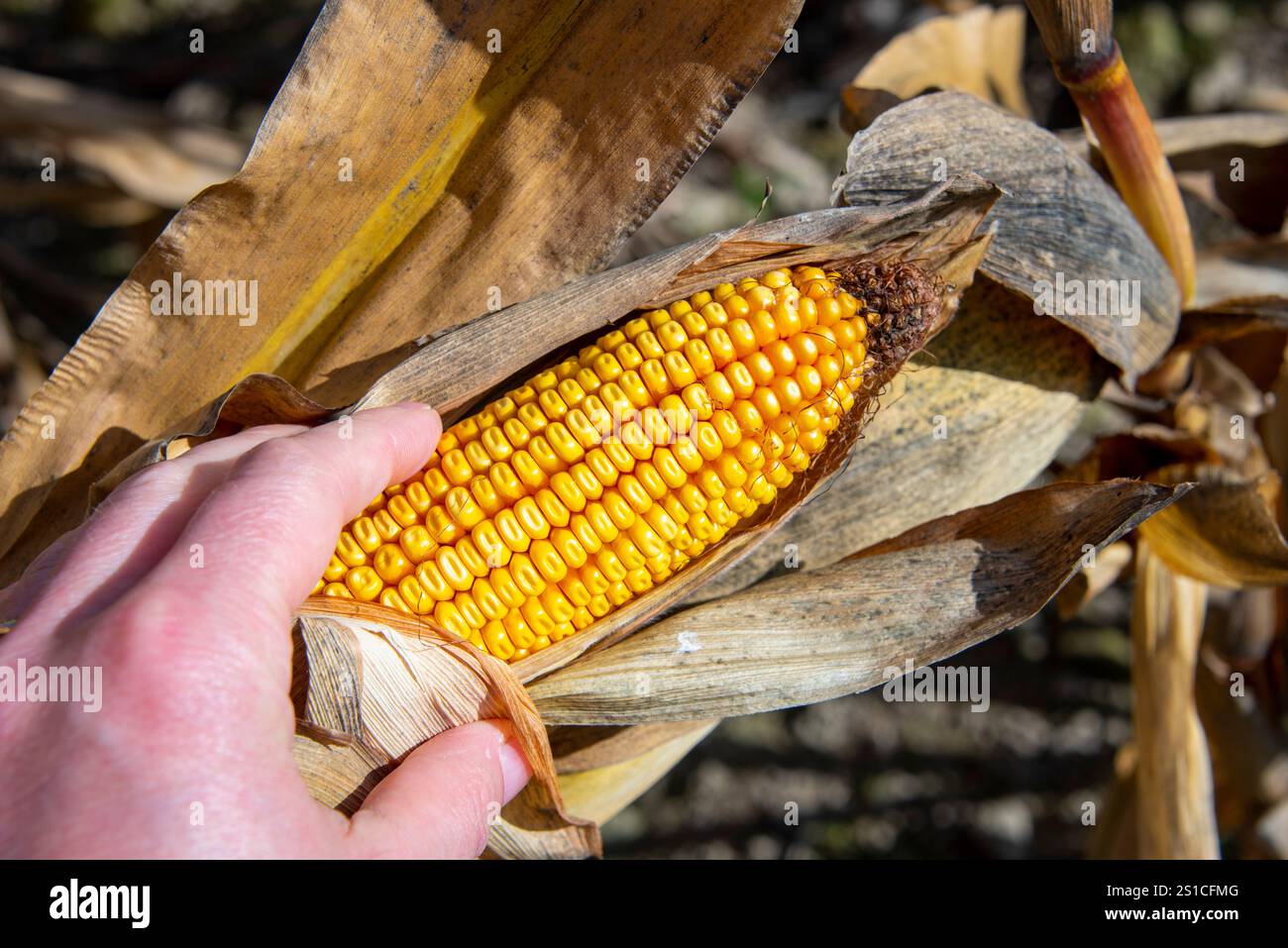 Harvest ready corn cob hi-res stock photography and images - Alamy