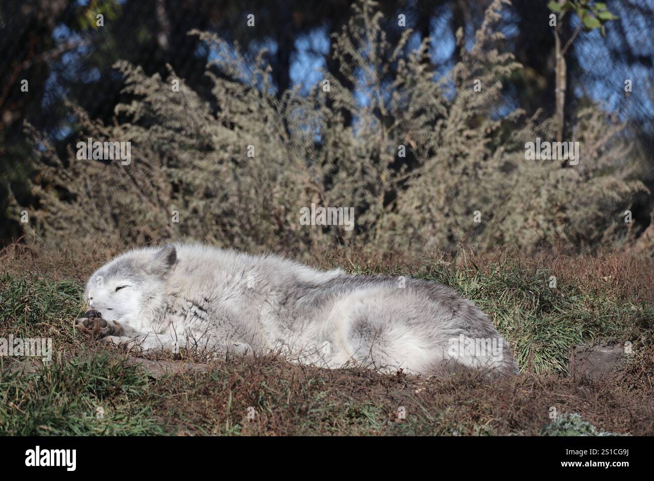 Sleeping wolf hi-res stock photography and images - Alamy