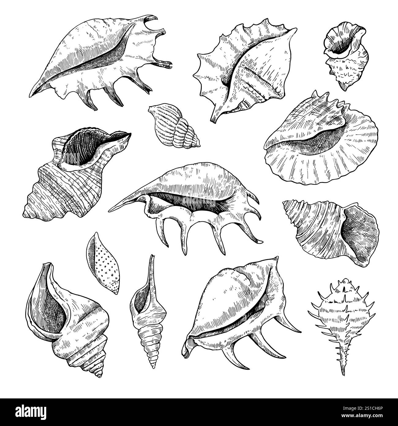 Collection of shells, black and white detailed ink illustrations for ...