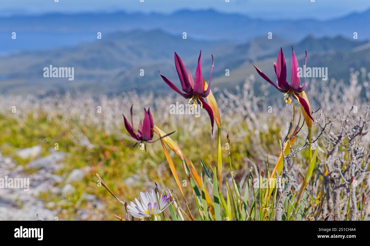 The Tasmanian Purple Star flower (Isophysis tasmanica) rare endemic ...