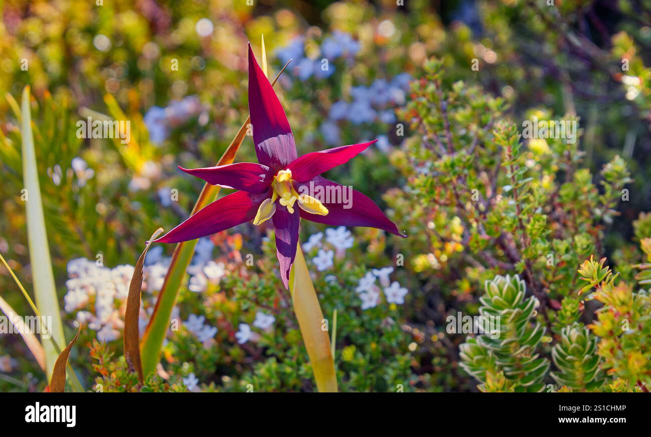 The Tasmanian Purple Star flower (Isophysis tasmanica) rare endemic ...