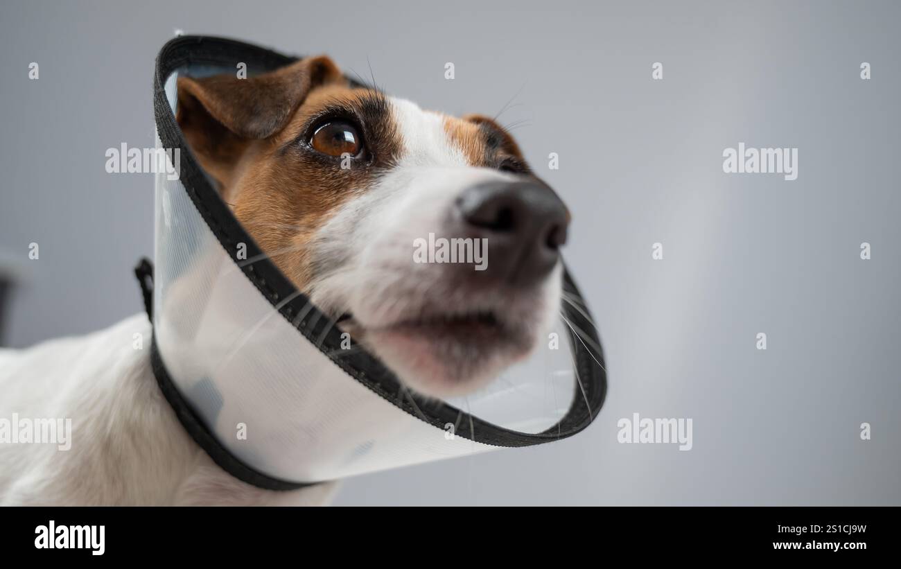 Jack Russell Terrier Dog in a Cone Collar After Surgery Stock Photo - Alamy