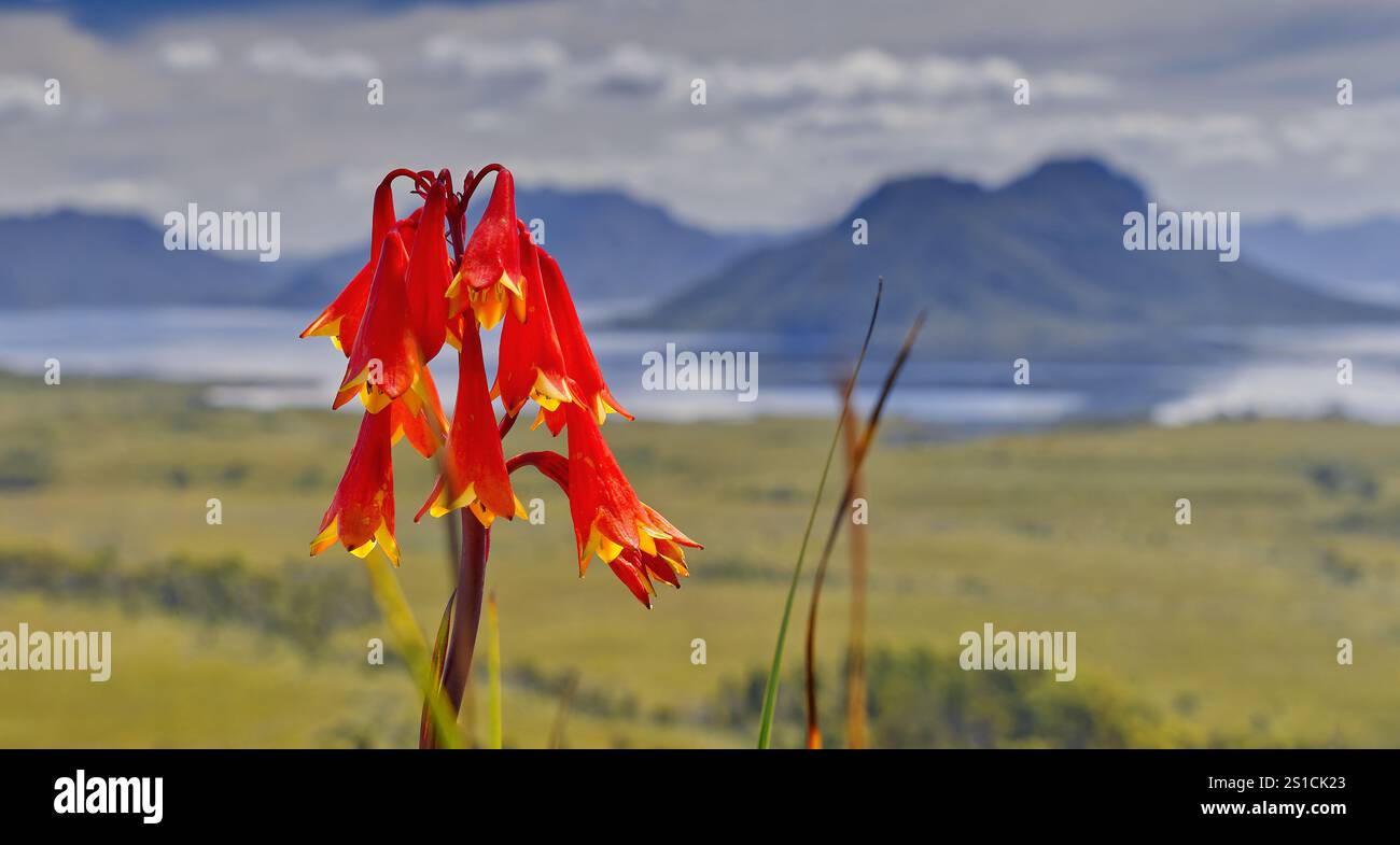 Red and yellow Tasmanian Christmas bell (Blandfordia punicea) flowers ...