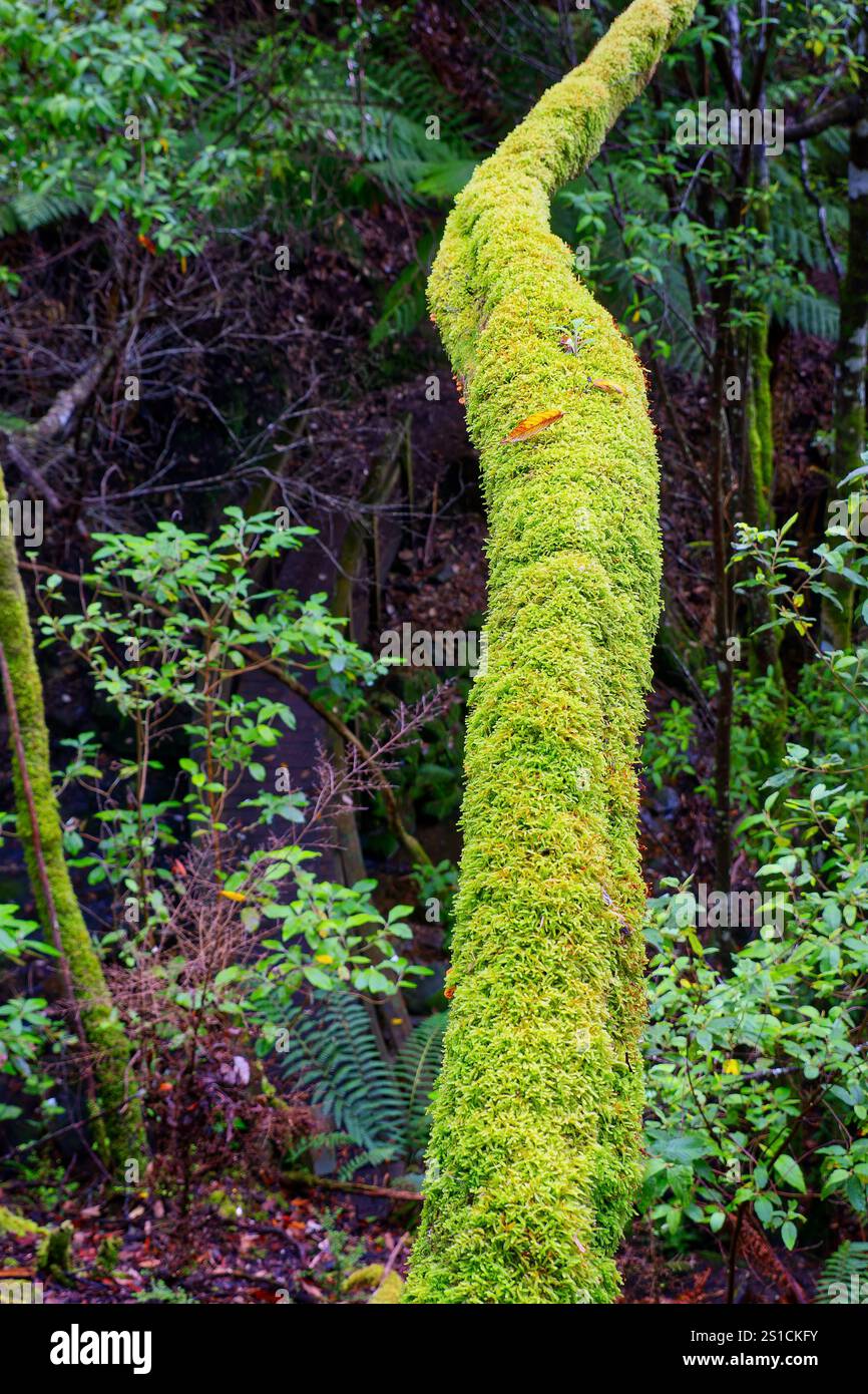 A green moss-covered branch leans over a gully with a bridge and ...