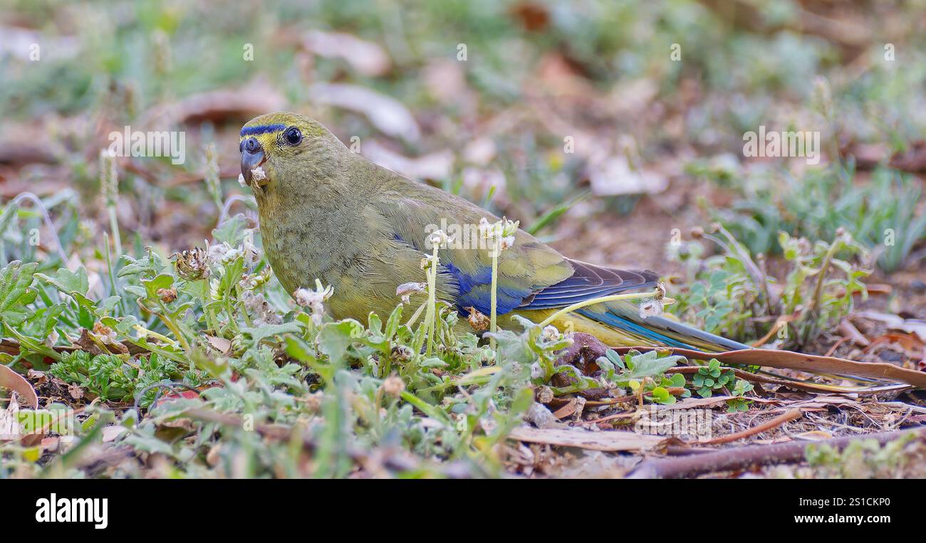 Single female Blue-winged parrot (Neophema chrysostoma) feeding in low ...