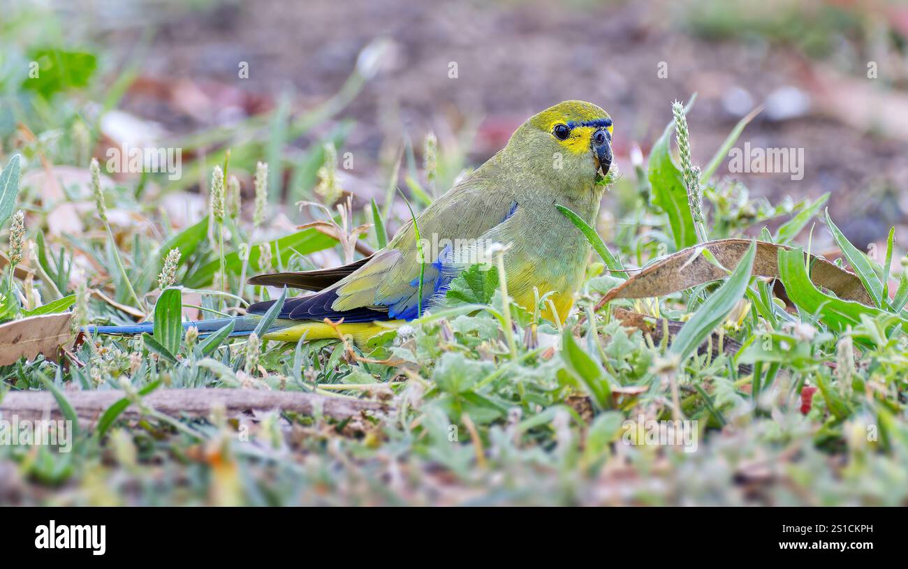 Single male Blue-winged parrot (Neophema chrysostoma) feeding in low ...