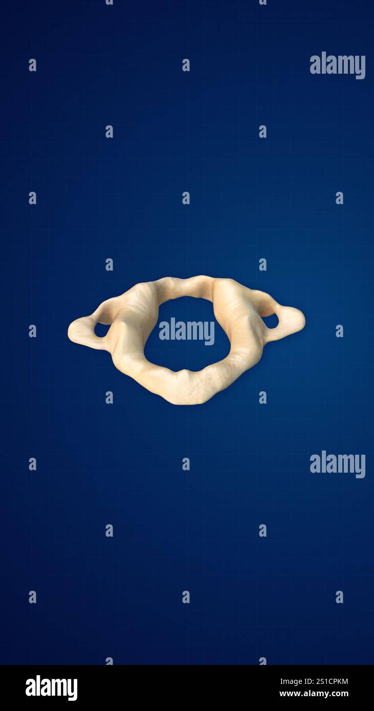 3D Human Skeleton and Bone Structure Atlas Stock Photo - Alamy