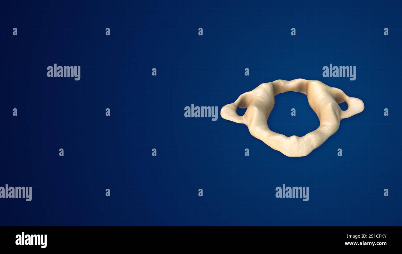 Human Skeleton Anatomy and Bone Structure Atlas Stock Photo - Alamy