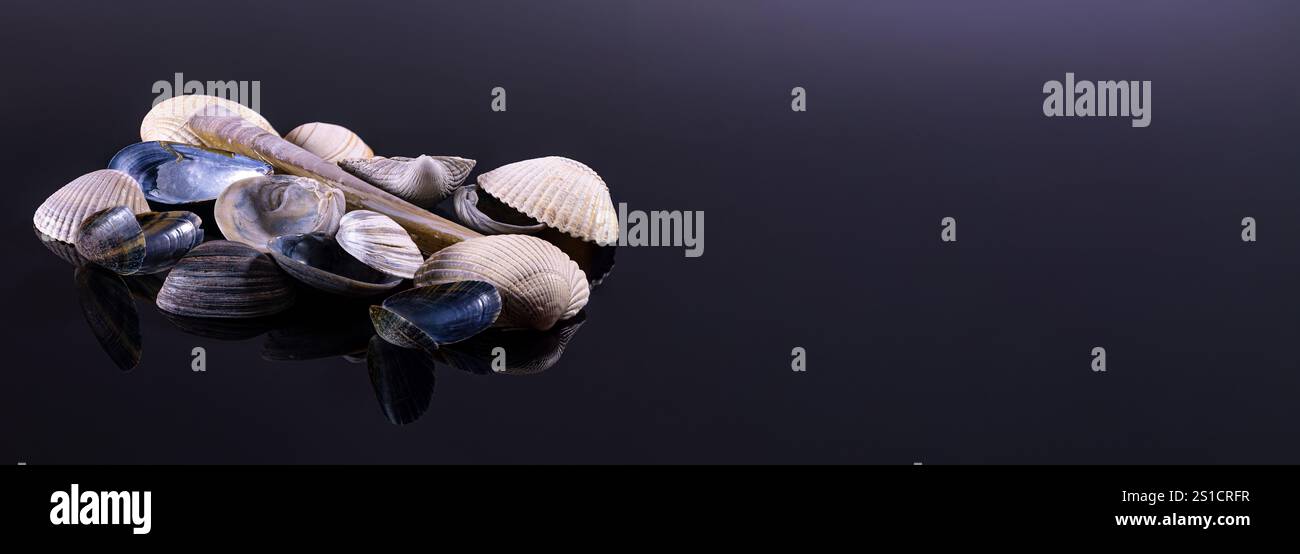 Various seashells, including smooth and textured types, are ...