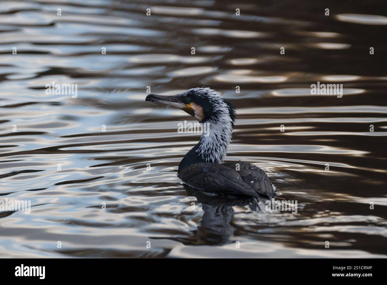 A great cormorant (Phalacrocorax carbo) with breeding season white ...