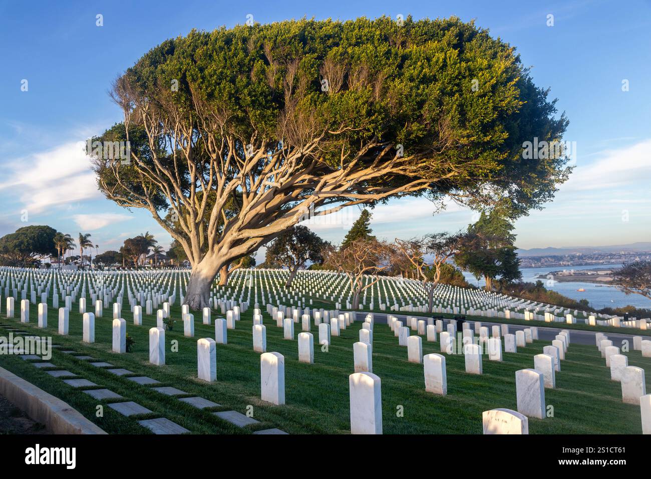 Wind Bent Giant Juniper Tree and Tombstone Pattern at Fort Rosecrans US ...