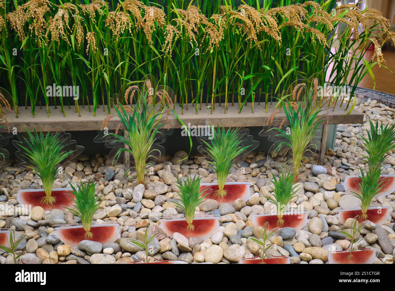 At the front entrance, a model of a rice paddy and varieties of rice ...