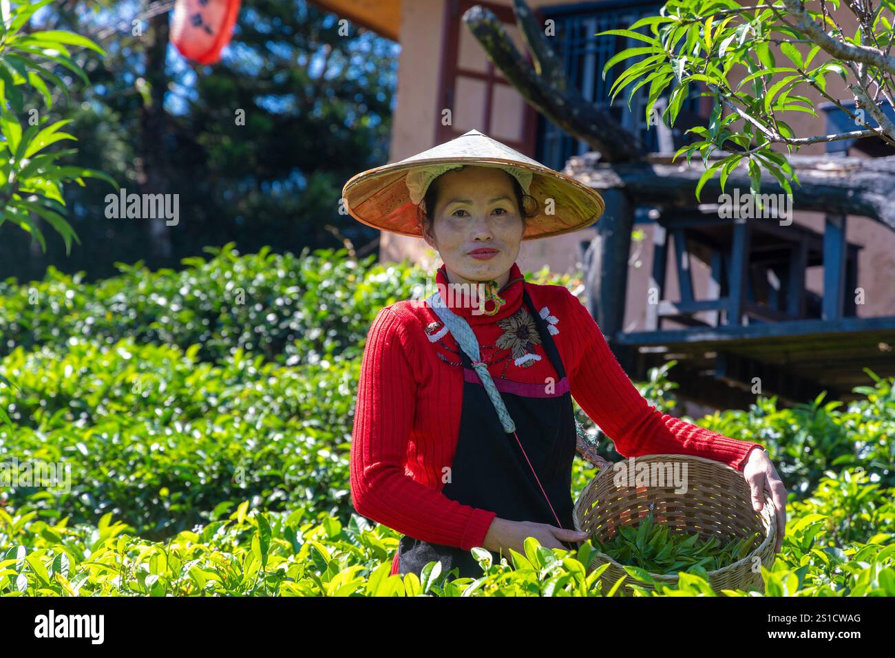 A tea plucking worker in Ban Rak Thai tea plantation, Thailand Stock ...