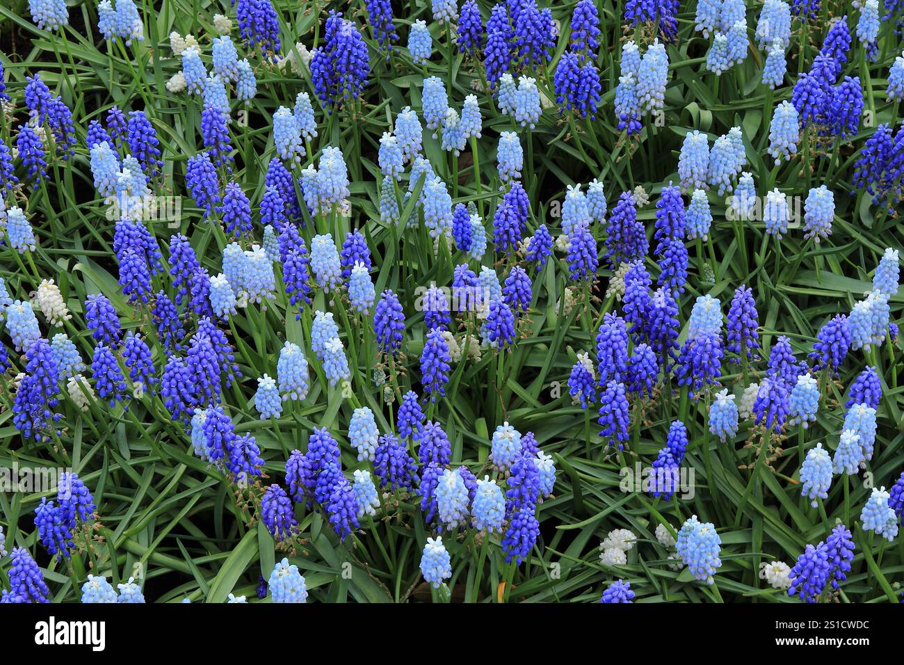 Mixed dark and light blue muscari at the famous Dutch Keukenhof Park in ...