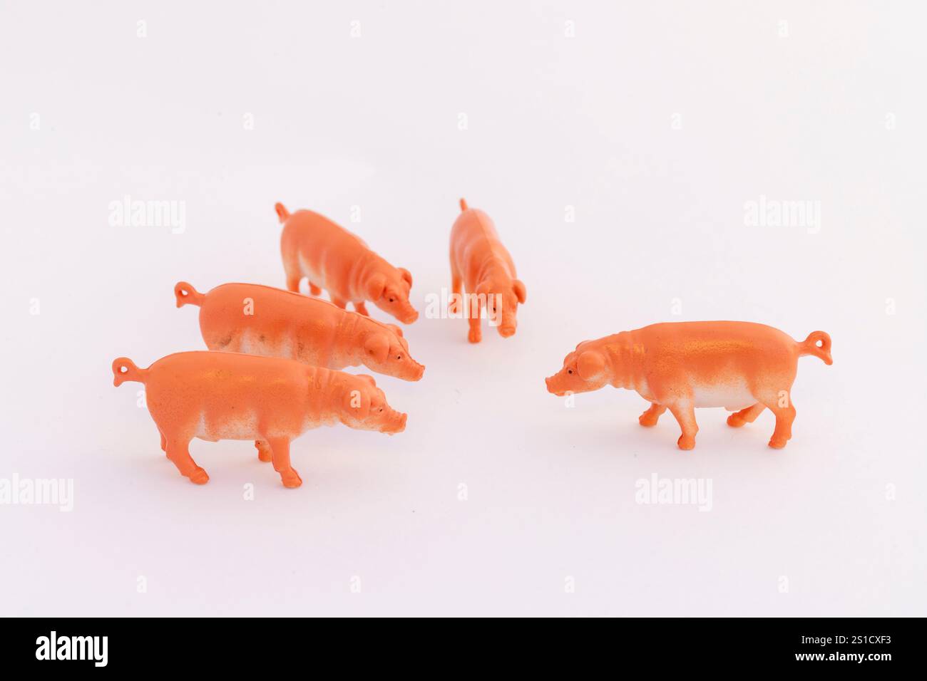 Group of miniature orange pig toys in a circle formation on white ...