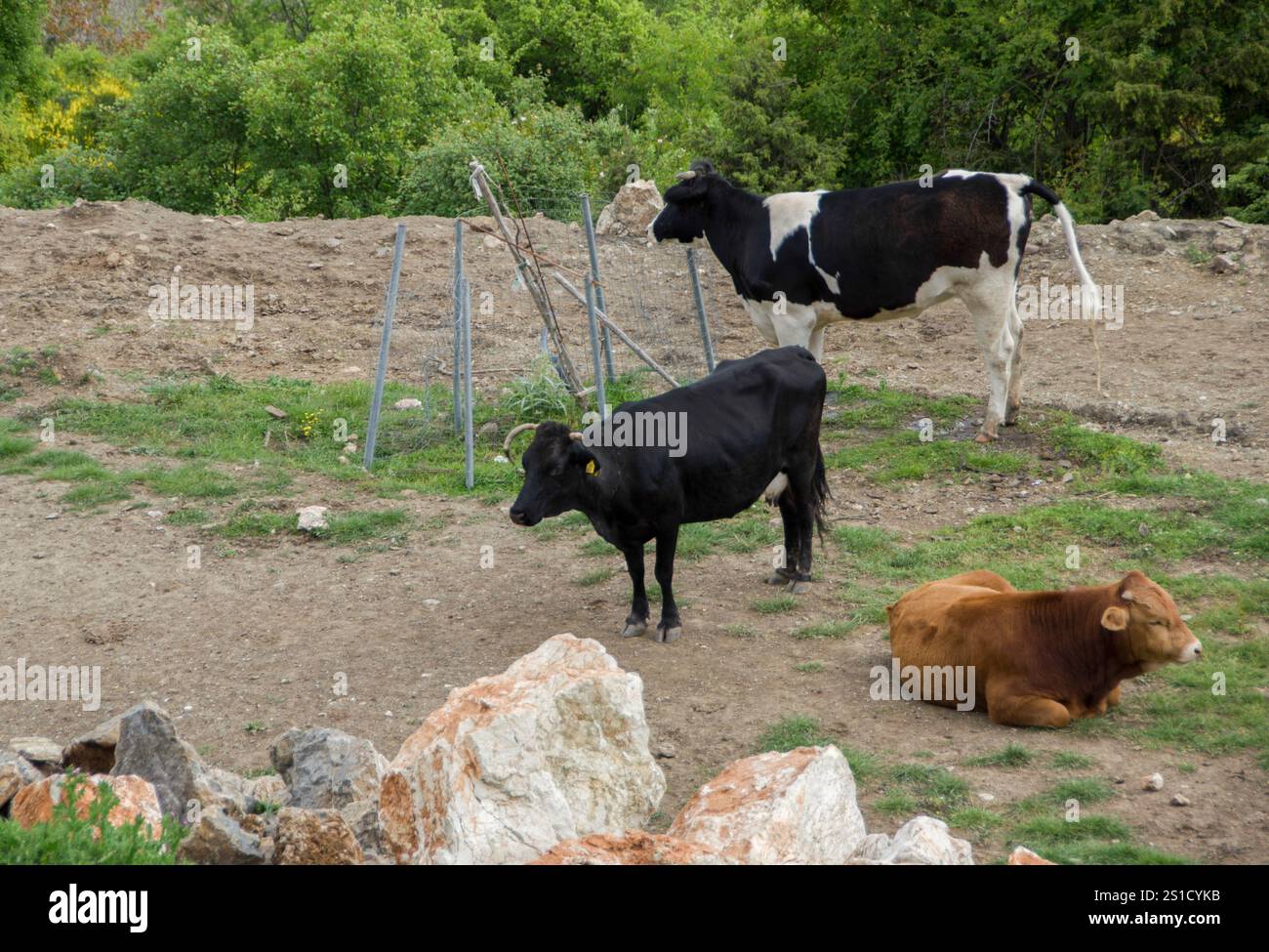 Farm animals. Cows feeding and resting in a mountain farmland in Greece ...