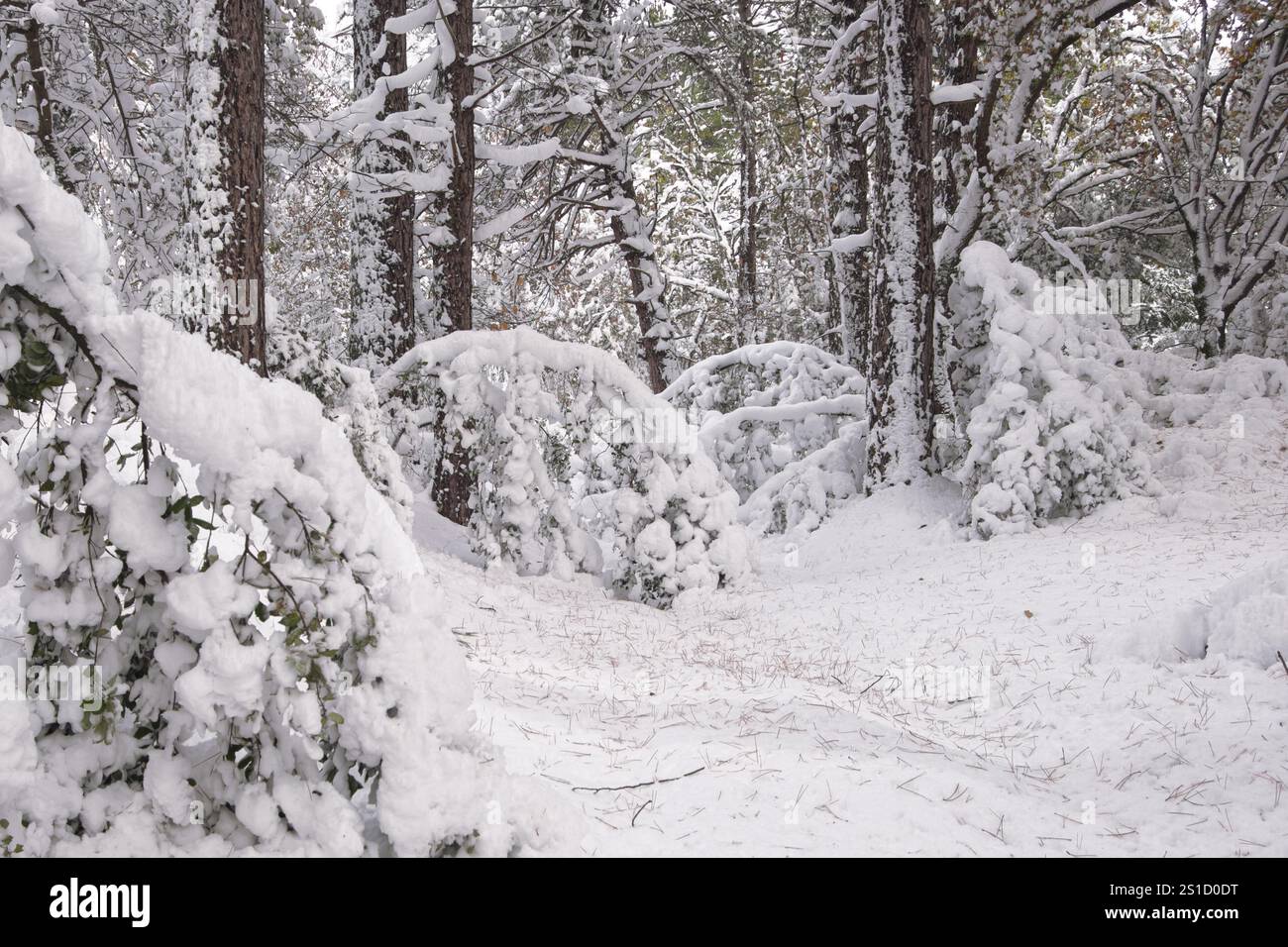 young trees in the mixed forest bent by the weight of heavy snowfall in ...