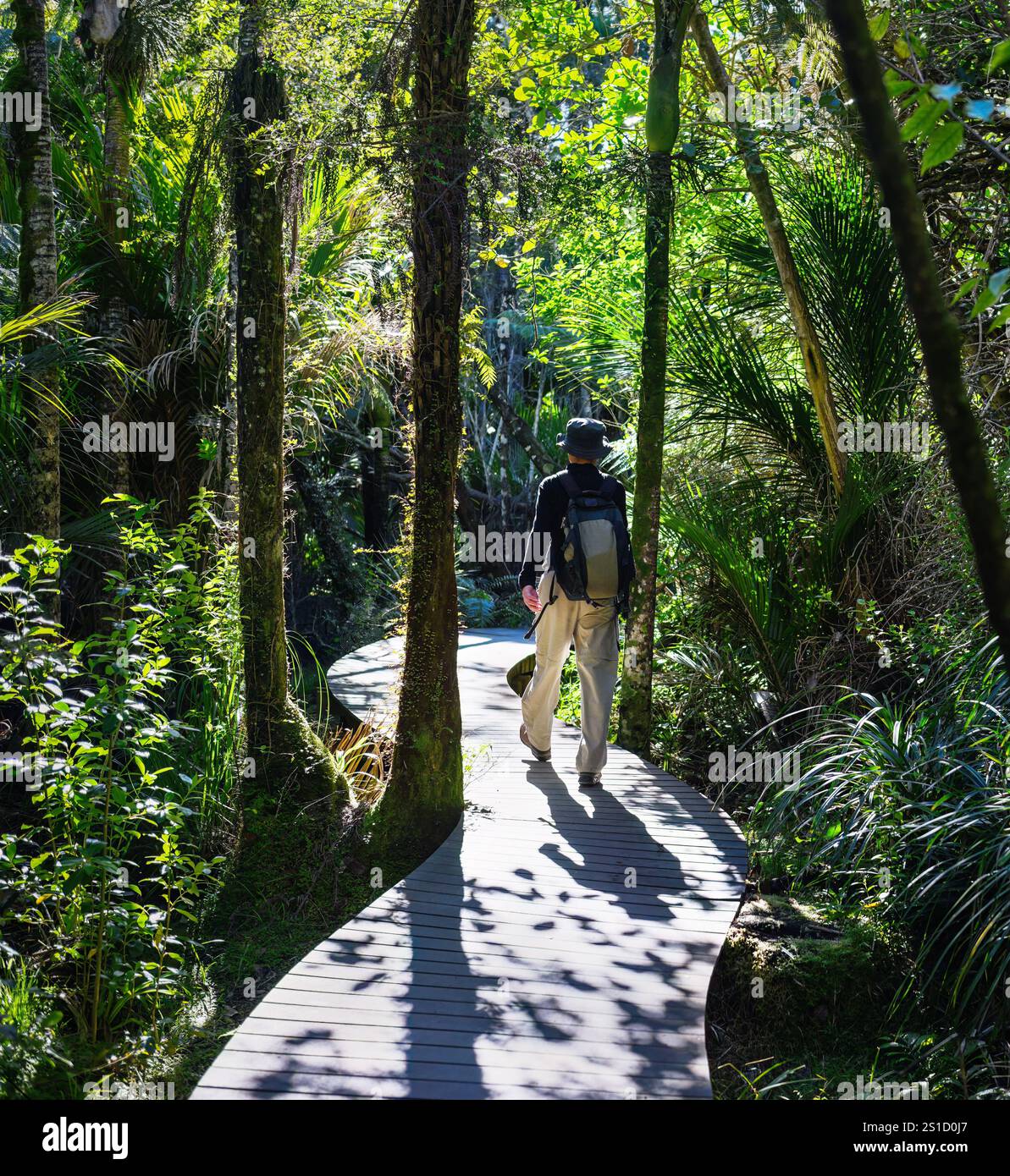 Man walking on boardwalk in the forest at Kitekite Falls Track ...