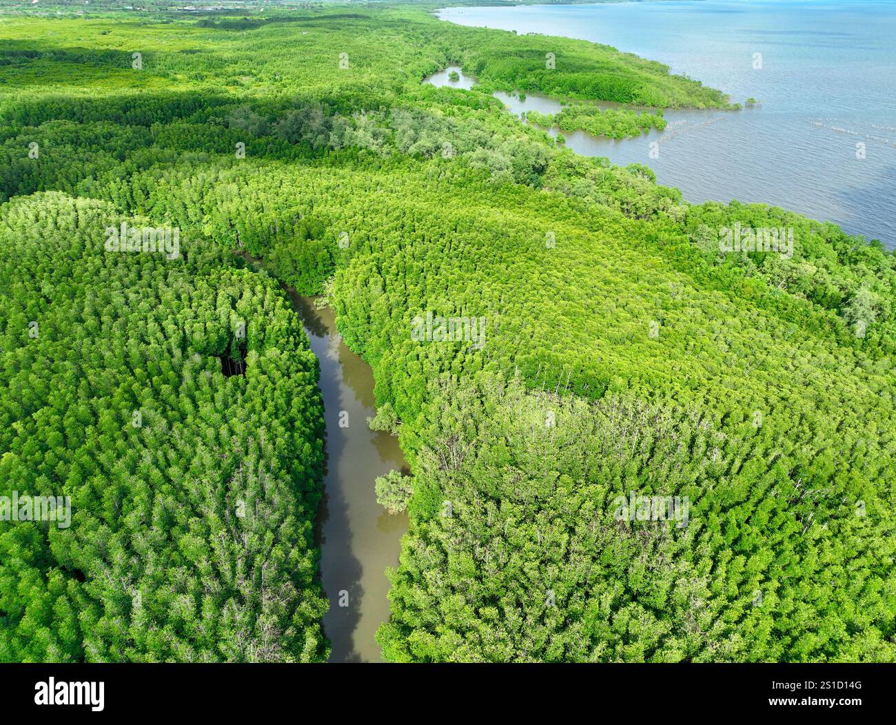 Green mangrove forest. Carbon sequestration and storage. Blue carbon ...