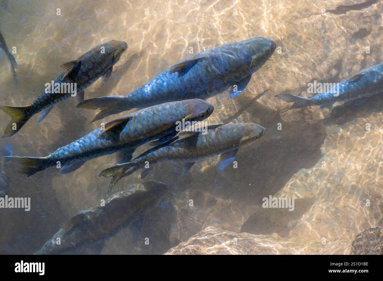 Fish in a Tham Pla Fish Cave, Thailand Stock Photo - Alamy