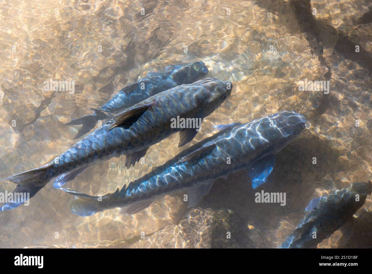Fish in a Tham Pla Fish Cave, Thailand Stock Photo - Alamy