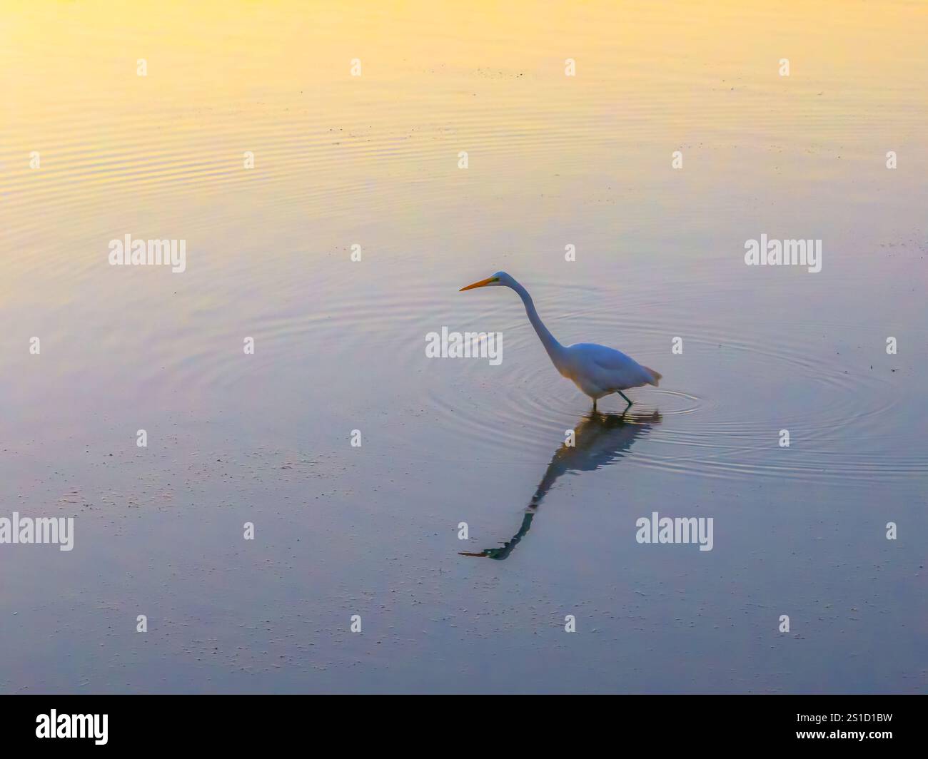 Aerial Sunrise and an Eastern Great Egret at Koolewong Waterfront from ...