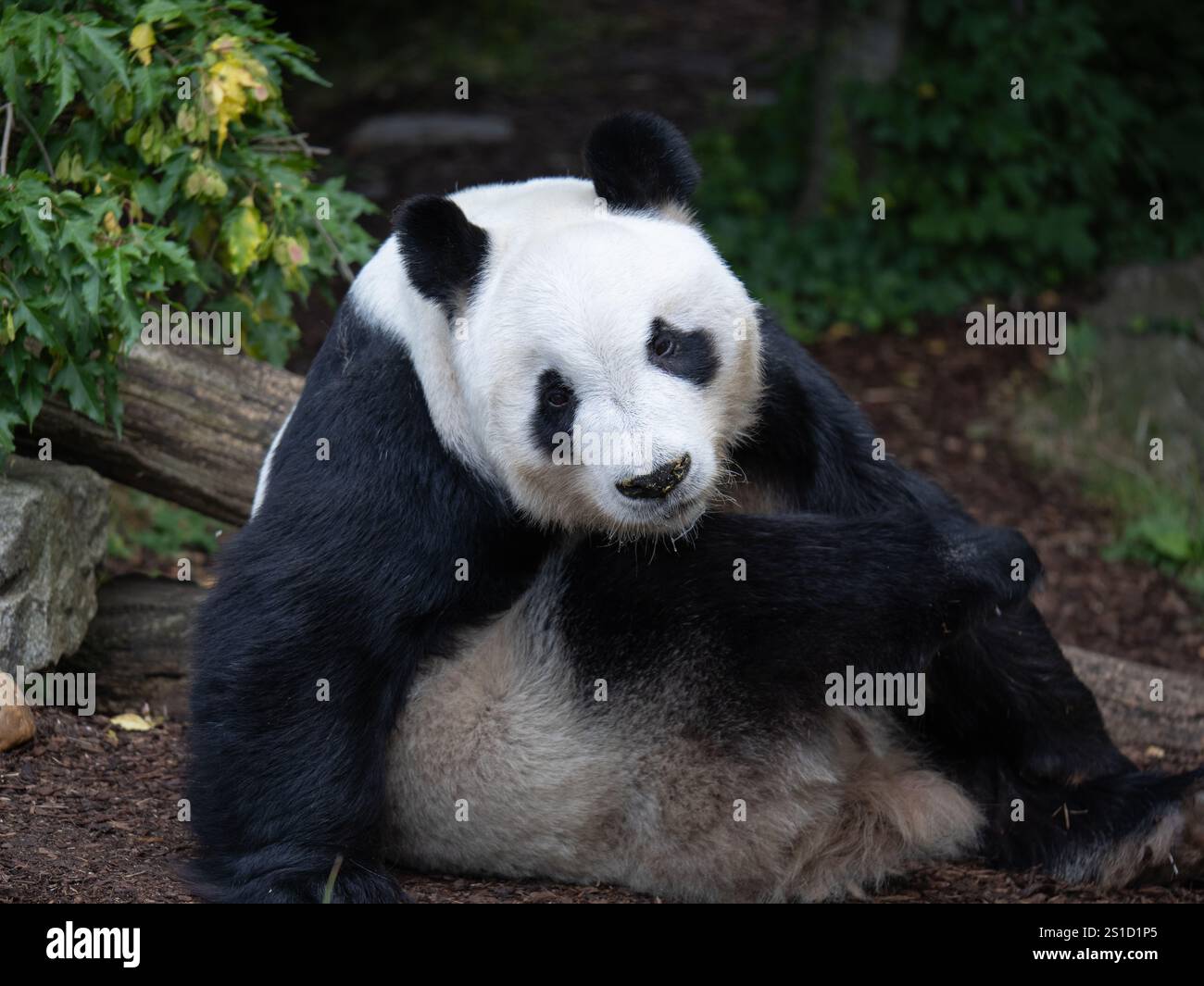 Cute Panda lying on the Ground Scratching Himself Stock Photo - Alamy