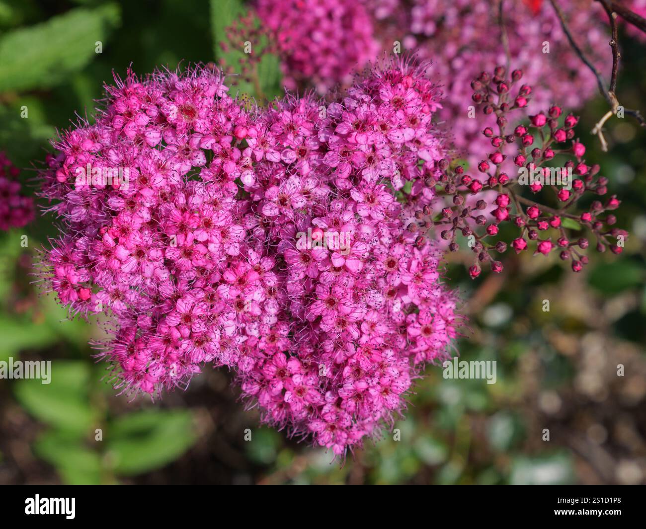 Dense arrangement of tiny flowers hi-res stock photography and images ...