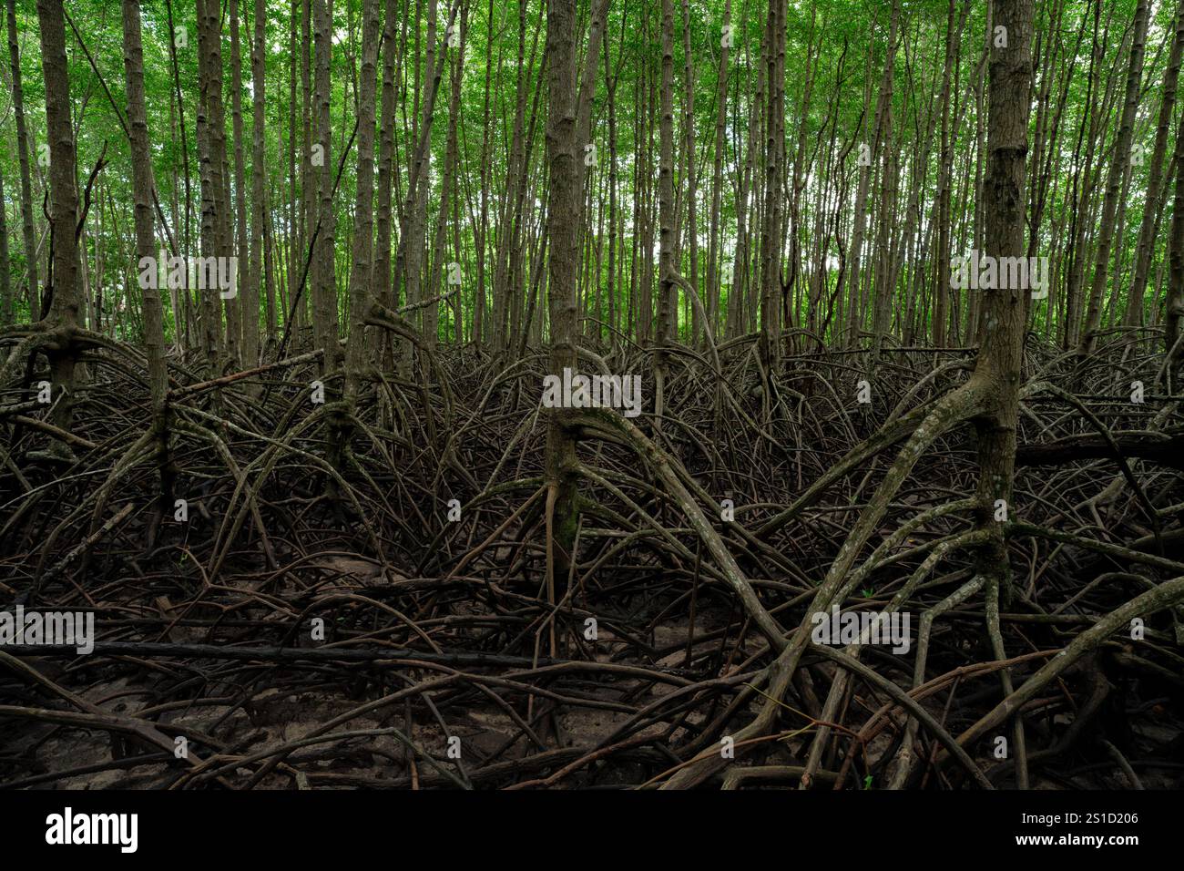 Mangrove root system in lush wetland forest. Natural coastal defense ...
