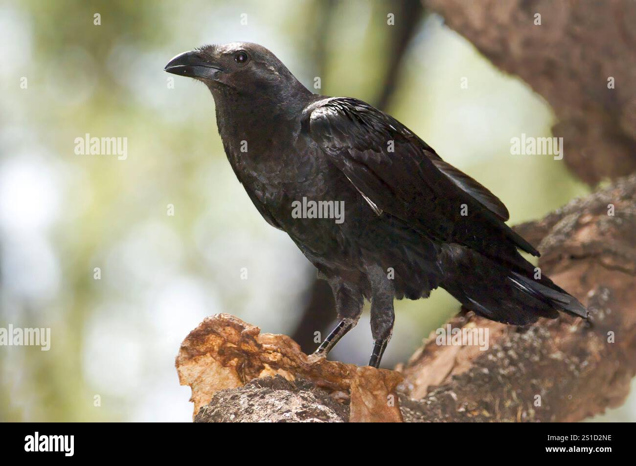 Somali crow (Corvus edithae) from Samburu National Park, Kenya Stock ...