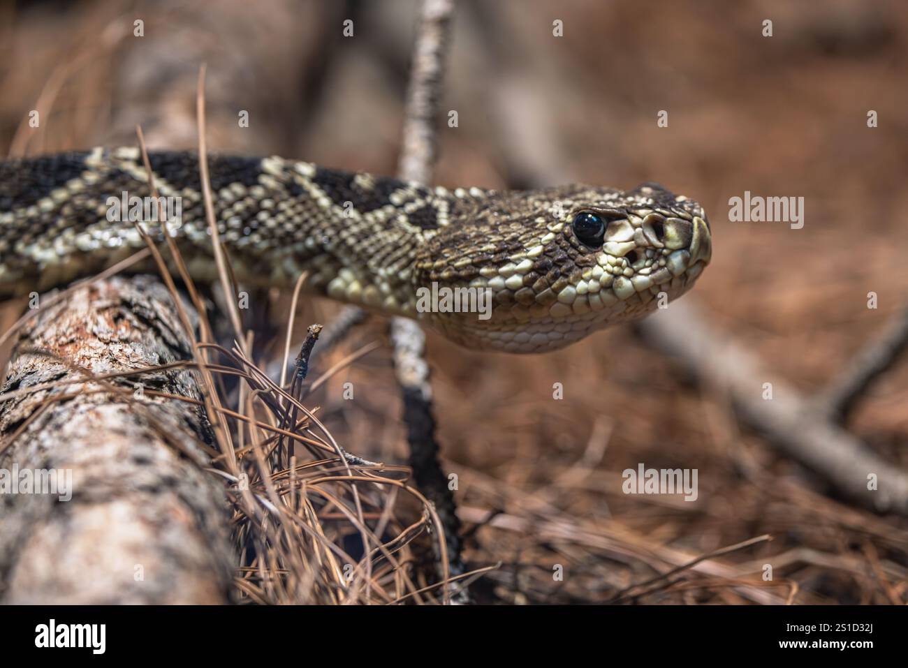 Eastern Diamondback Rattlesnake (Crotalus adamanteus) moving from the ...