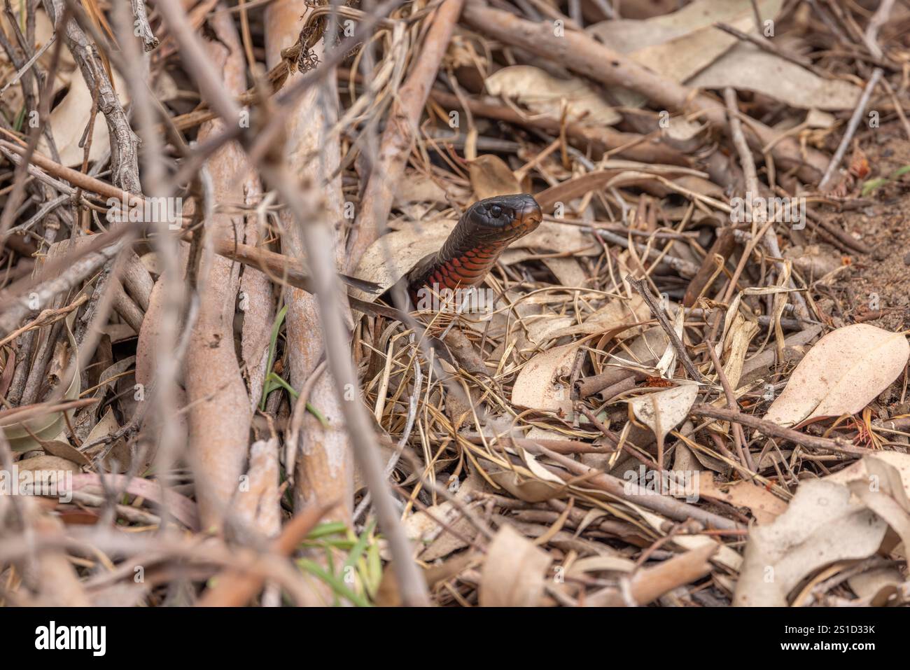 Snake hiding spot hi-res stock photography and images - Alamy